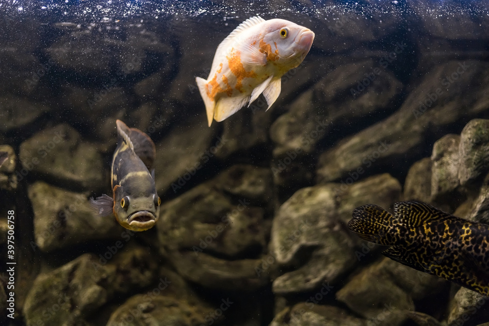 Oscar fish, Astronotus ocellatus. Tropical freshwater fish in aquarium ...