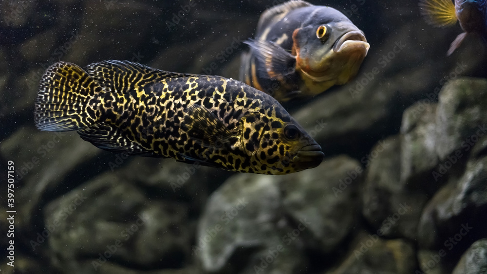 Parachromis Managuensis