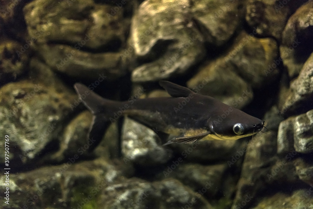 Striped catfish, Iridescent shark (Pangasianodon hypophthalmus) is ...