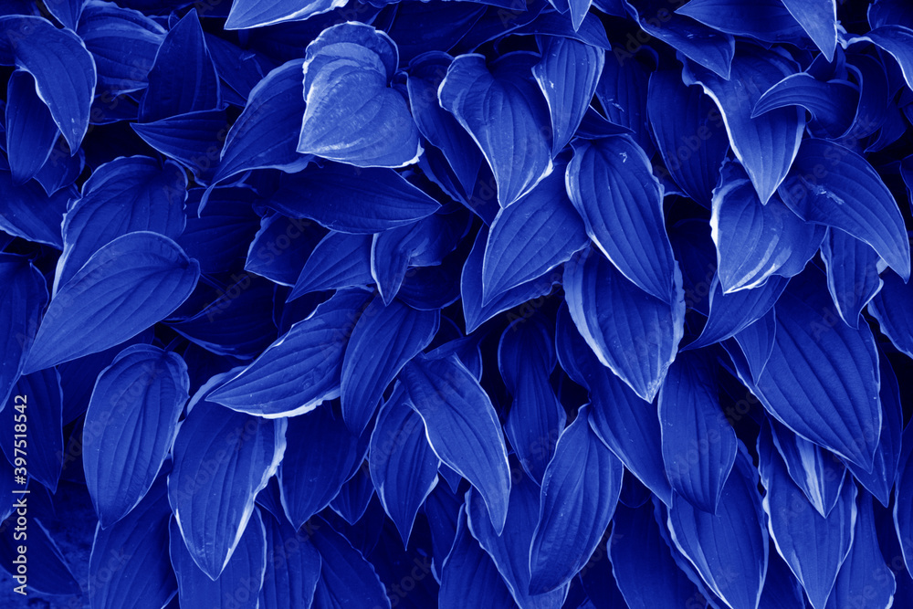 blue hosta leaves background. blue leaves background.tropical leaves ...
