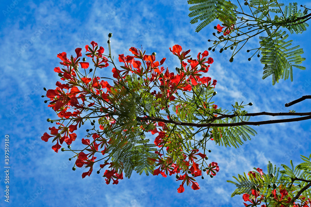 Royal poinciana, flamboyant or flame tree flowers (Delonix regia) Stock ...