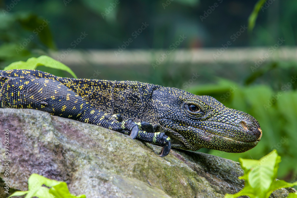 Salvadori's monitor (Varanus salvadorii) is one of the longest lizards ...