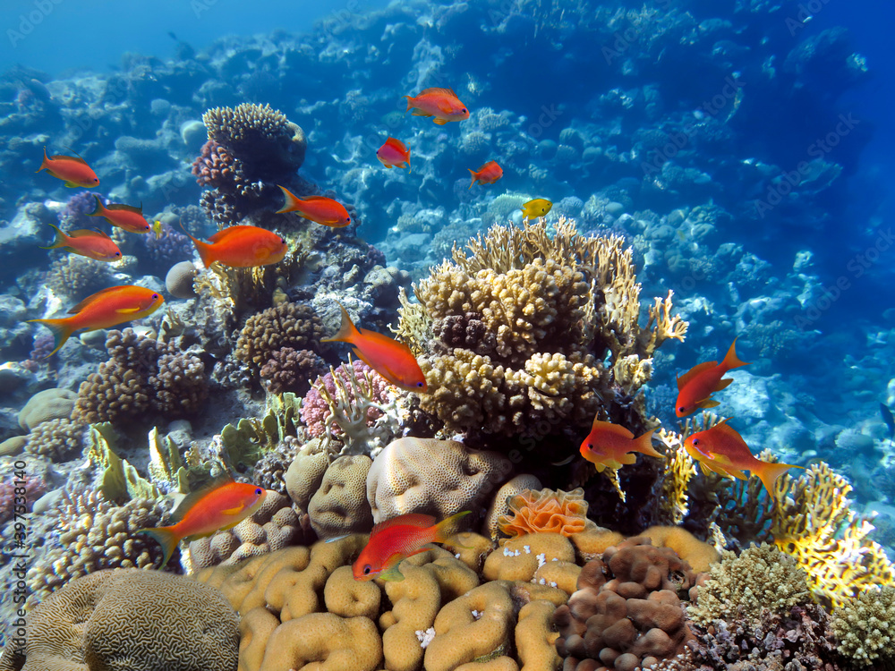 Beautiful underwater photo of colorful coral reef and fishes Stock ...