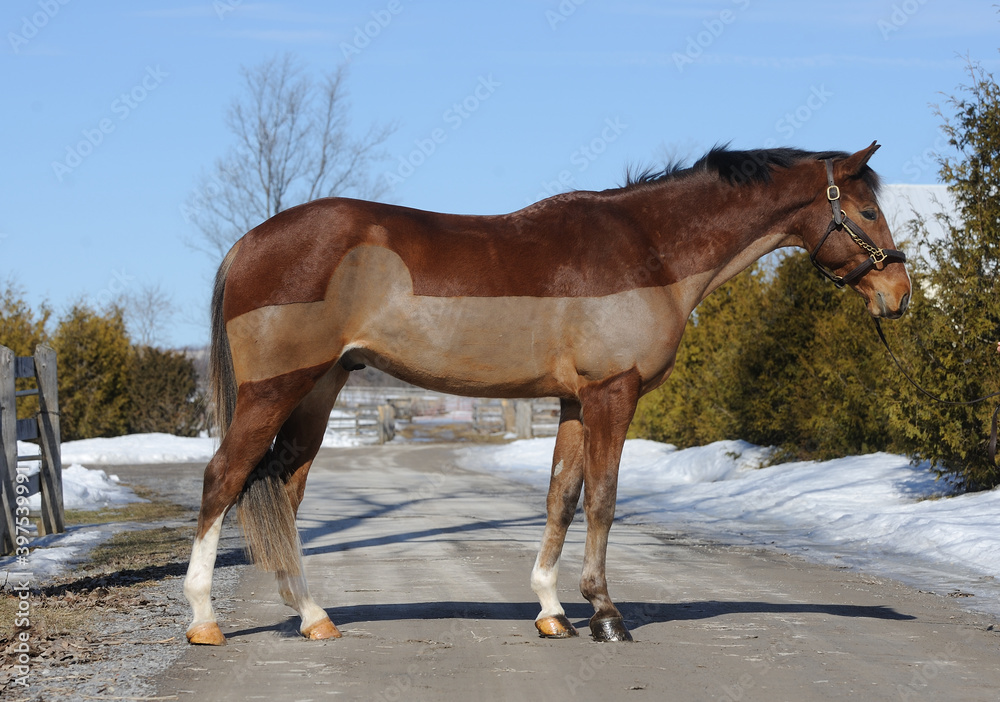 horse conformation body clipped trace clip style for winter full body ...