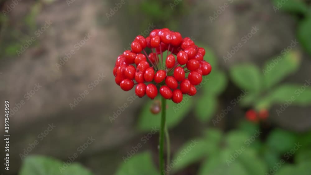 Wild root ginseng with red berries. A close up of the most famous ...