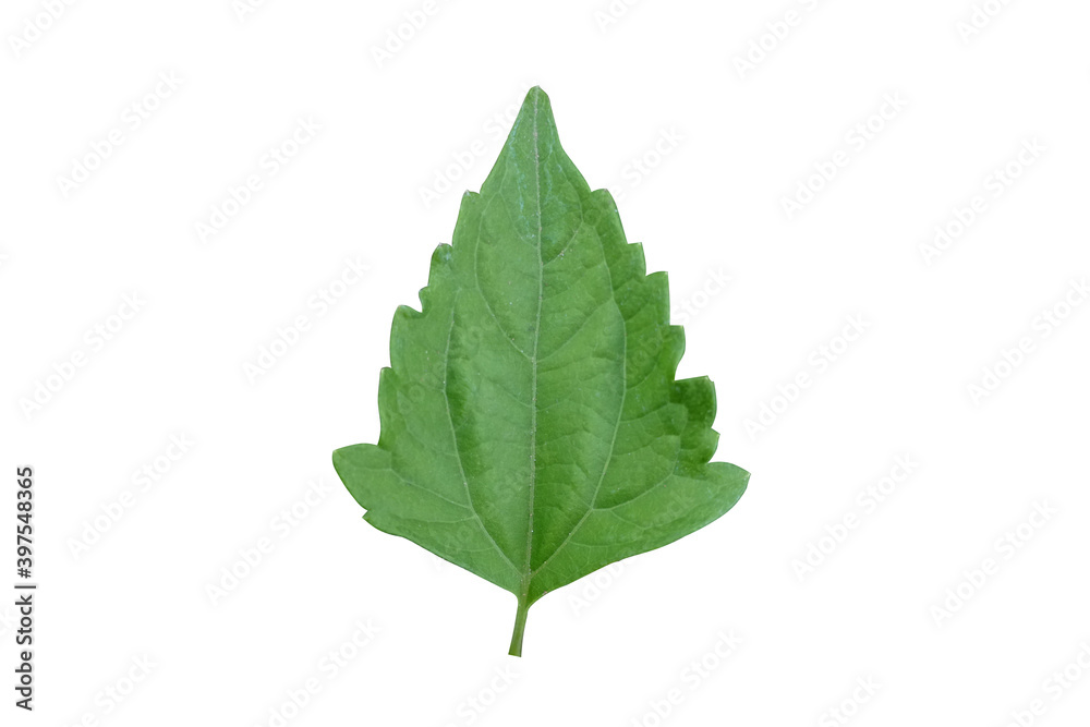 Green Siam weed leaf isolated on white background. Chromolaena odorata ...