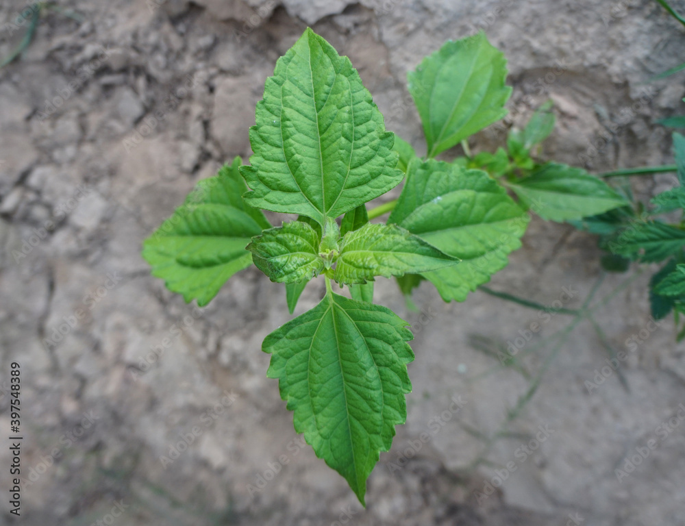 Green Siam Weed (Chromolaena odorata L.) on nature background. Bitter ...