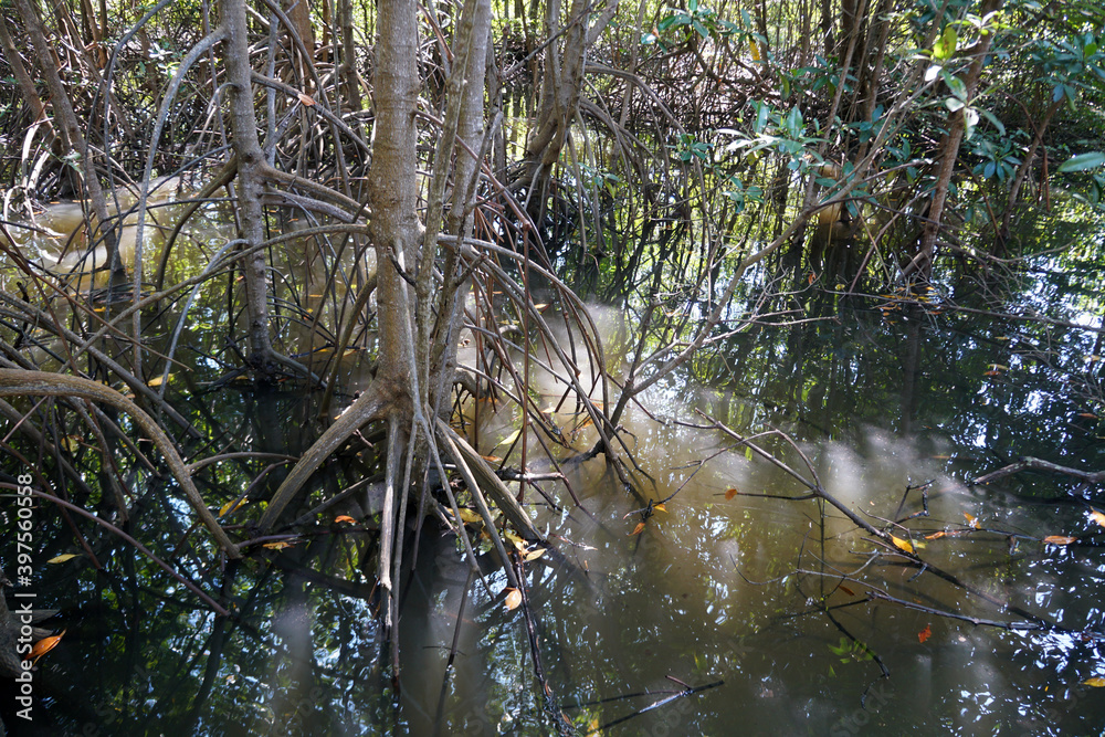 Mangrove root (Rhizophora apiculata Blume). Prop root or Buttress root ...