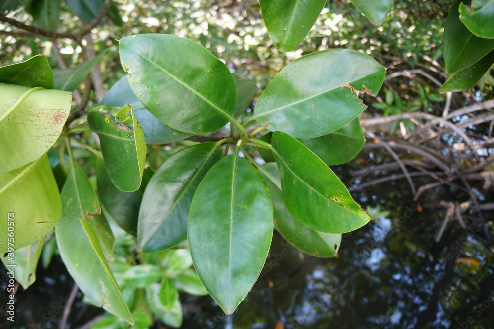 Red Mangrove leaves (Rhizophora mucronata Lam.) in the nature. Stock ...