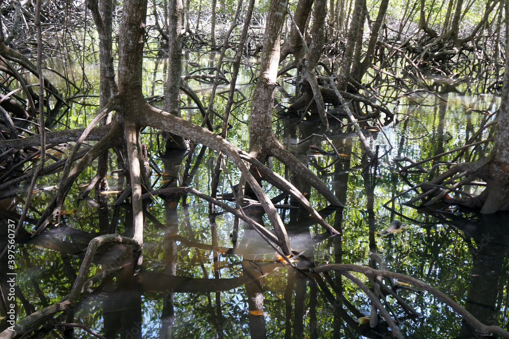 Mangrove root (Rhizophora apiculata Blume). Prop root or Buttress root ...