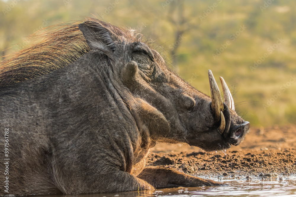 A low angle photo of a male warthog's face while laying in a waterhole ...