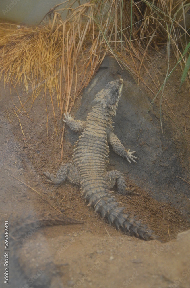 Sungazer, giant girdled lizard or giant dragon lizard or giant zonure ...