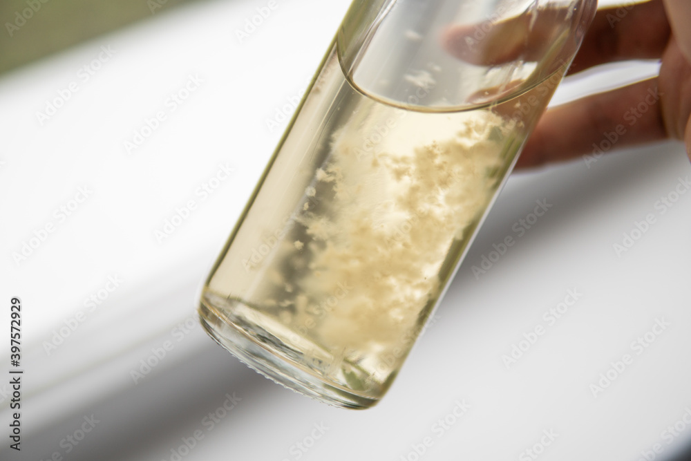 Medicines Mushroom cultivation. Psilocybin mushroom. Liquid culture of ...