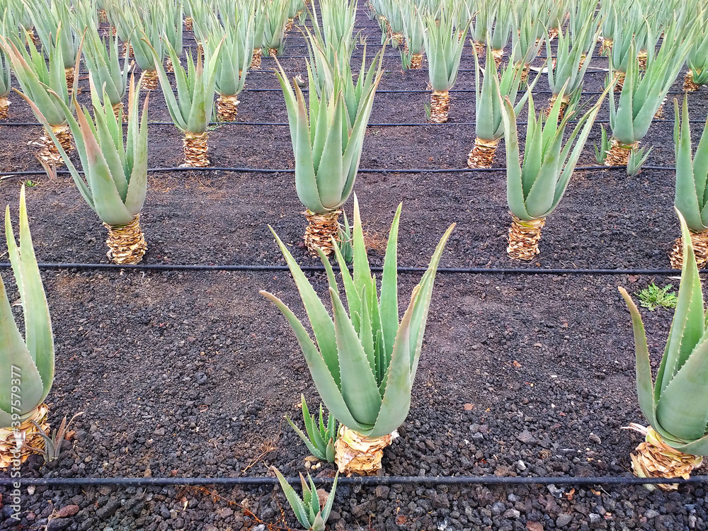 Aloe vera cultivation background in perspective. Organic aloe vera ...