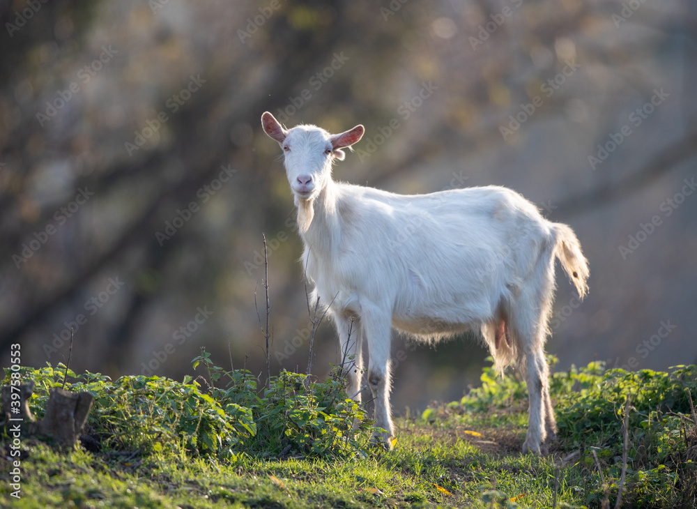 Organic livestock breeding of Saanen goat in nature Stock Photo | Adobe ...