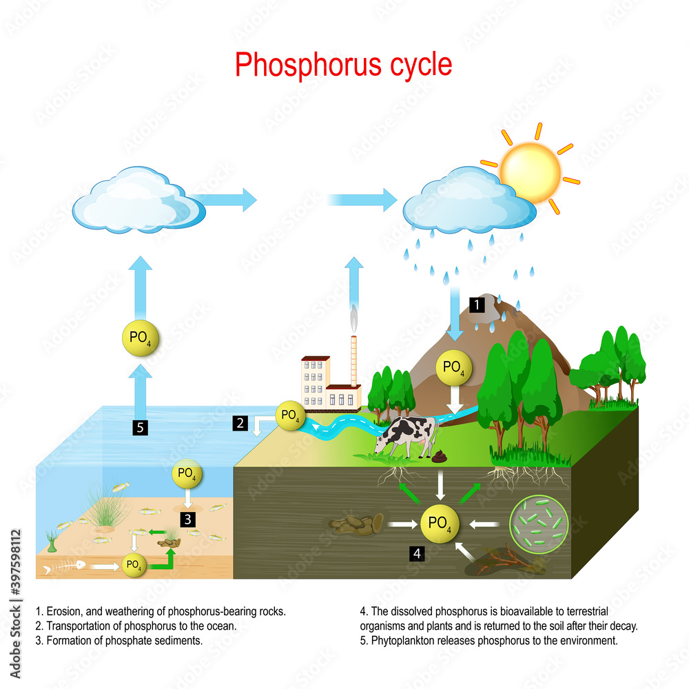 Simple Phosphorus Cycle Diagram