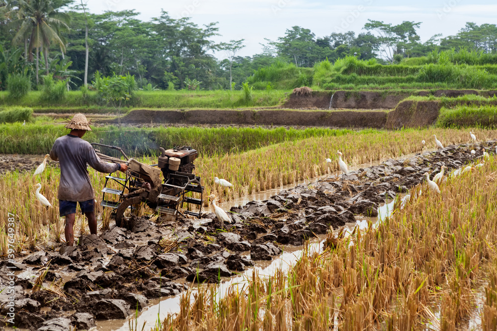 Indonesian farmer man ploughing by two-wheel tractor terraced rice ...