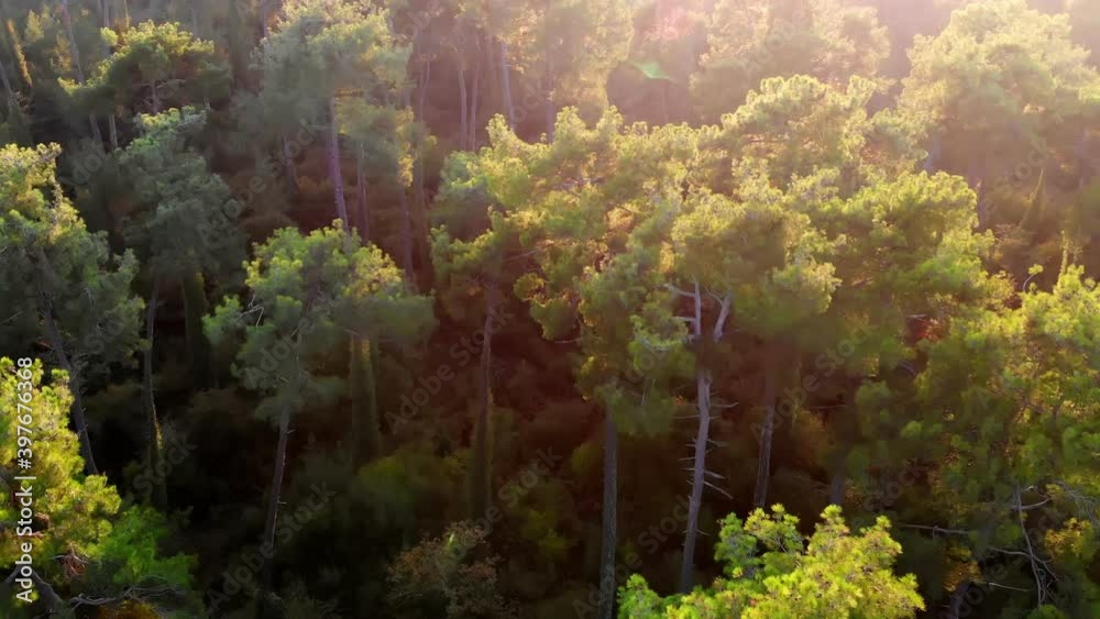 green forest aerial top view. mixed forest, green conifers and ...