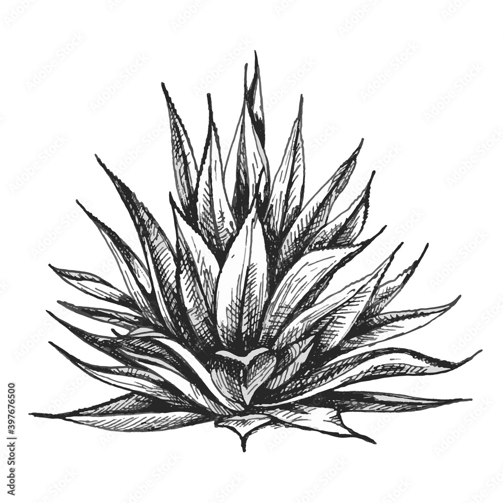 Cactus blue agave. Vector vintage hatching illustration. Isolated on ...