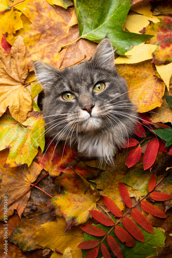cute blue tabby white maine coon cat sticking head through a hole of ...