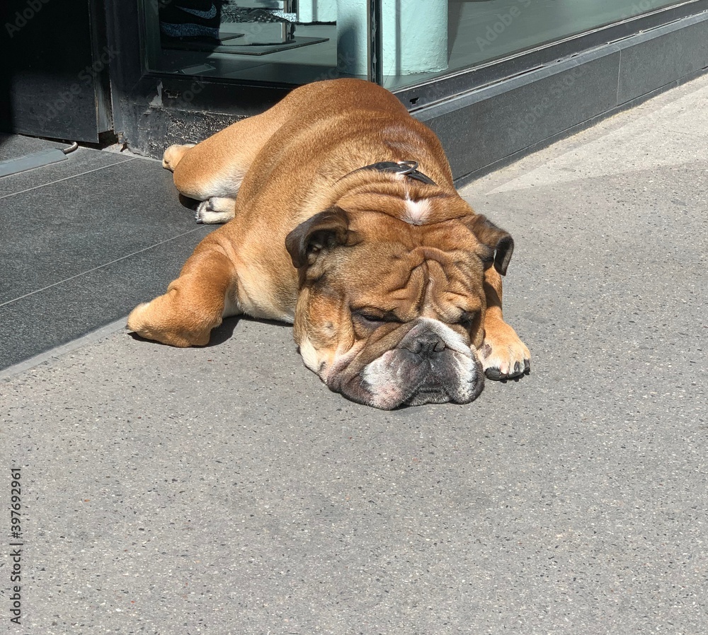 Sad dog English Bulldog breed lies on the street Paris city, France ...