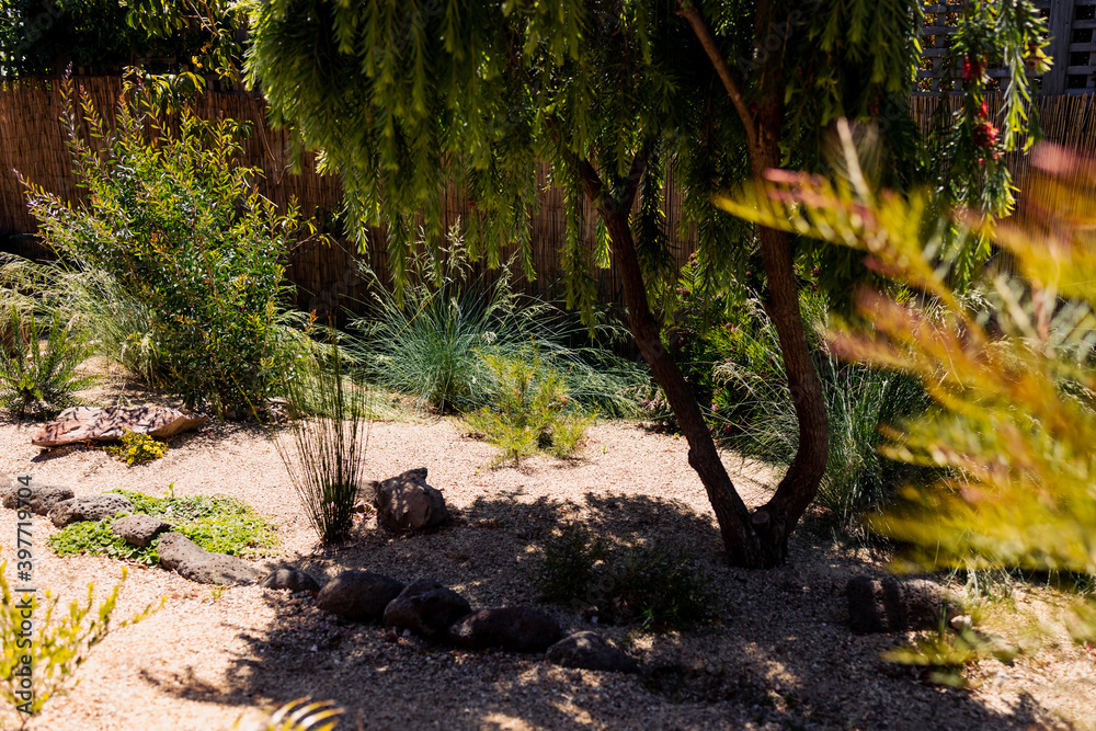 sunny backyard in Tasmania with native Australian plants Stock Photo ...