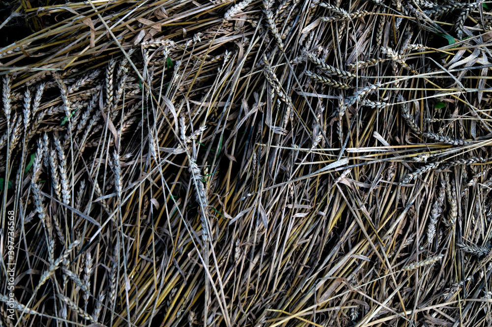 loss of wheat harvest: many ears of ripe grain lie on the ground, rot ...