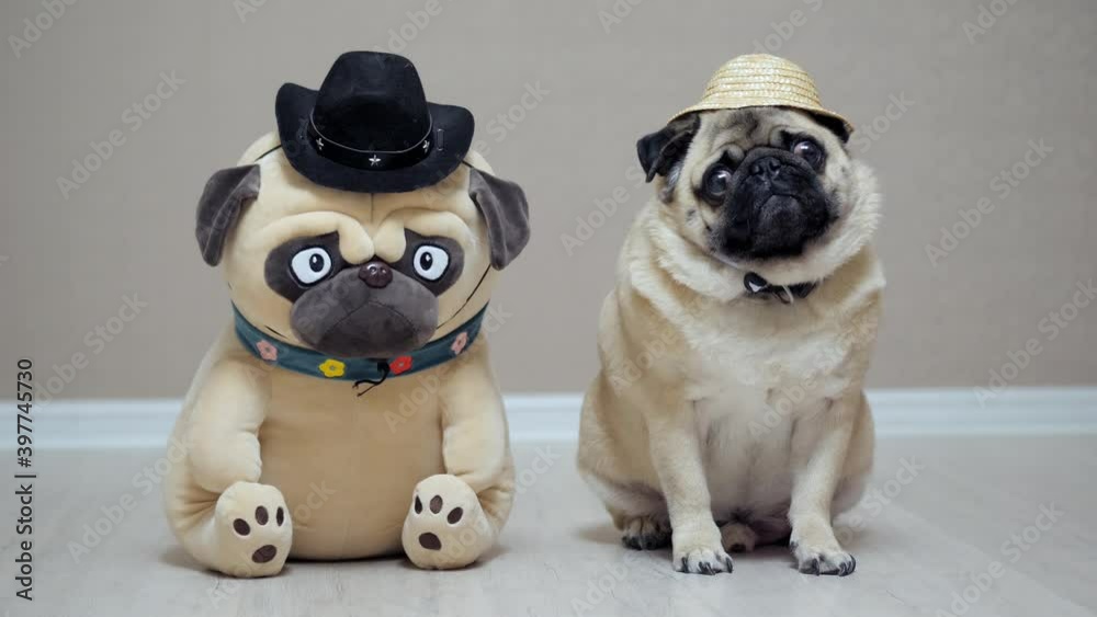Funny pug dog in straw hat sitting with a friend toy pug dressed in ...