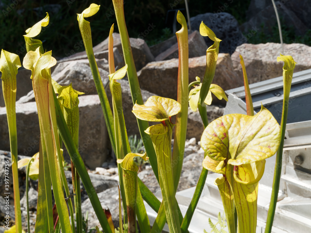 Sarracenia flava or Yellow pitchers plants with yellow green, red ...