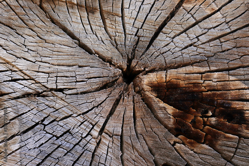 Tree ring abstract background textured. Natural organic texture with ...
