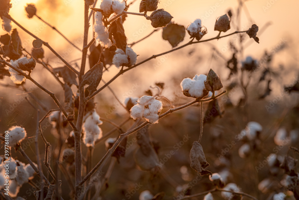 Cotton is a soft, fluffy staple fiber that grows in a boll, or ...