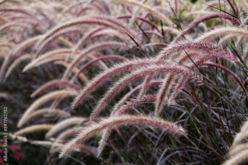 Foto de grass flowers in a fields at noon, shot with narrow focusing ...