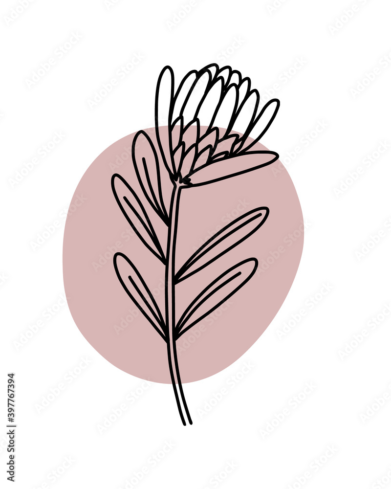 Abstract one line protea flower. Botanical contour drawing. Organic ...