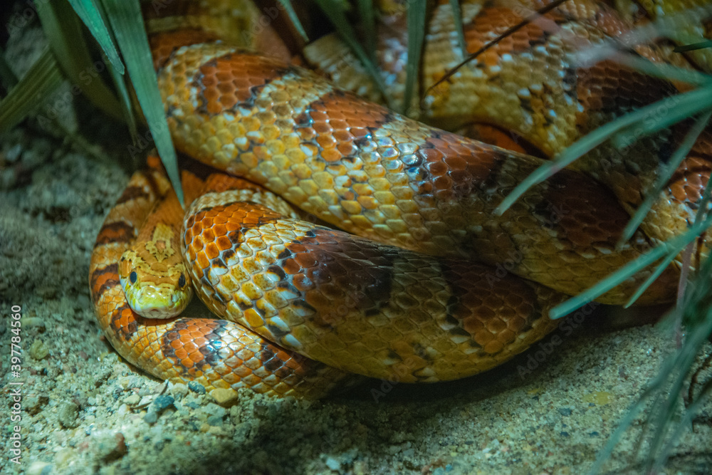 The North American corn snake (Pantherophis guttatus) Stock Photo ...