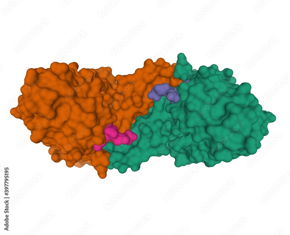 Crystal structure of human tyrosylprotein sulfotransferase-1 (brown and ...