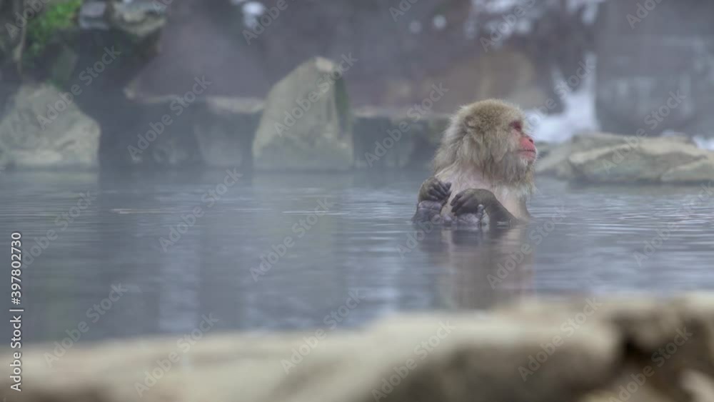 The famous snow monkeys bath in a natural onsen hot springs of Nagano ...