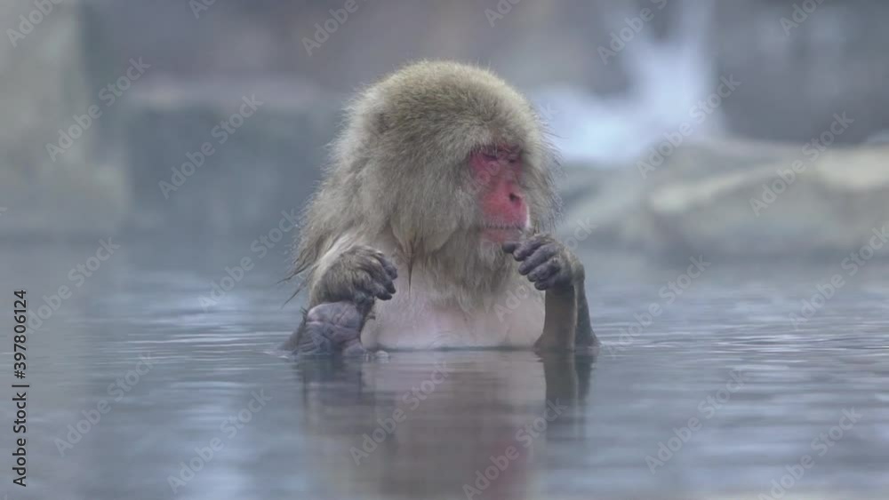 Jigokudani Monkey Park offers visitors the experience of seeing wild ...