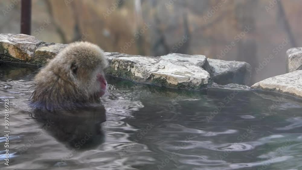 Slow motion of famous snow monkeys bath in a natural onsen hot springs ...