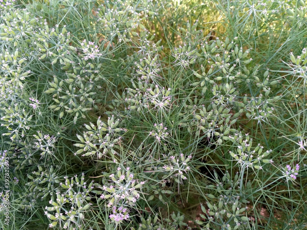 CUMIN seeds plant, jeera tree, Jira farm, Jeera biz, fluffy volume bush ...