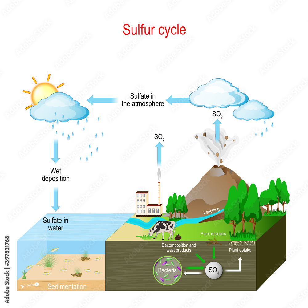 Sulfur cycle. biogeochemical cycle. Stock Vector | Adobe Stock