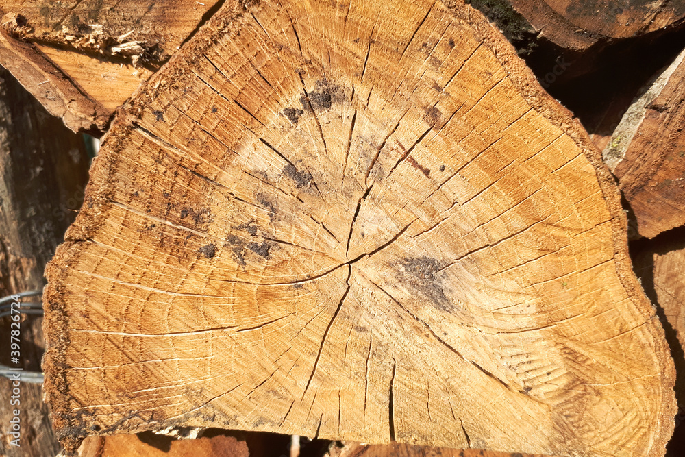 cross section of tree stump Stock Photo | Adobe Stock