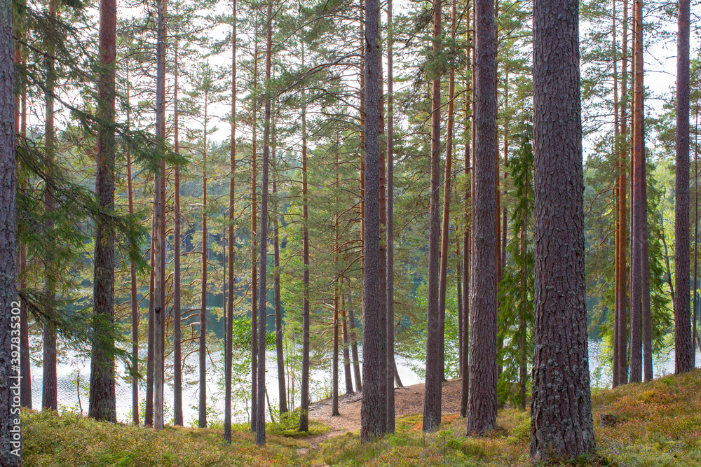 Beautiful forest with trees and landscape in Malingsbo Kloten Nature ...