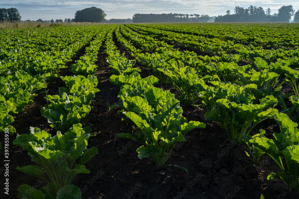 Ackerbau - Reihen mit heranwachsenden Zuckerrüben auf einem Feld im ...