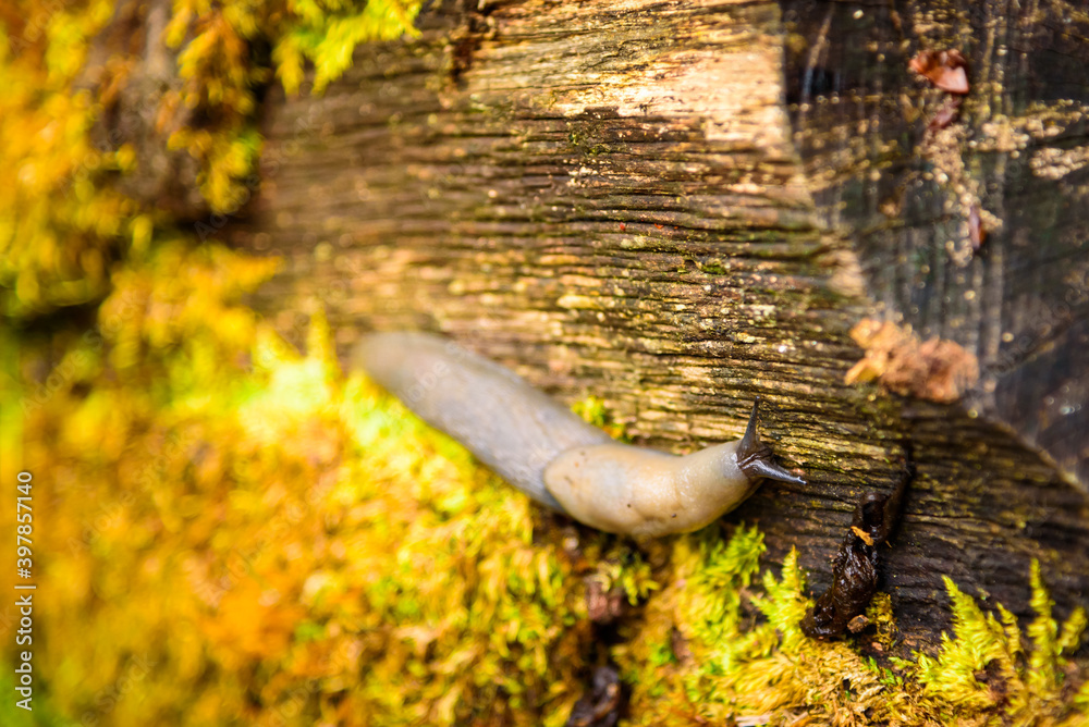 Slug is a common name for any apparently shell-less terrestrial ...