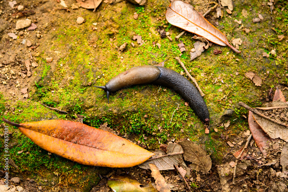 Slug is a common name for any apparently shell-less terrestrial ...
