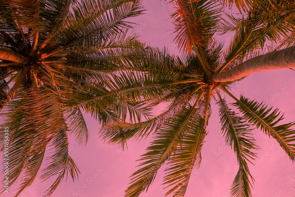 Pink Palm Tree Background