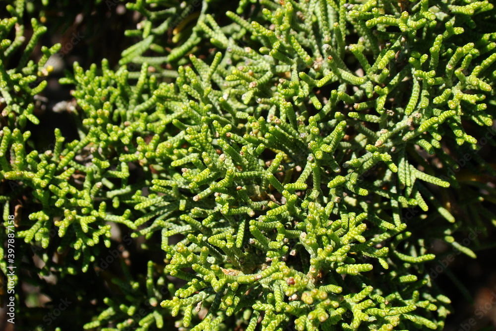 Mediterranean Juniper (Juniperus turbinata) Stock Photo | Adobe Stock