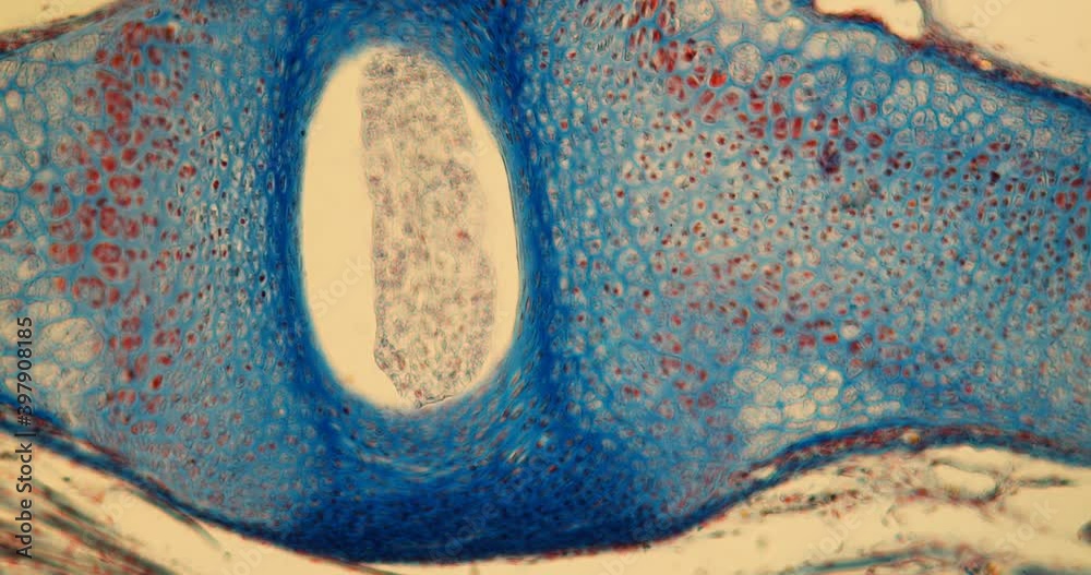 Vídeo do Stock: Spine of the mouse embryo with cartilage cells under ...