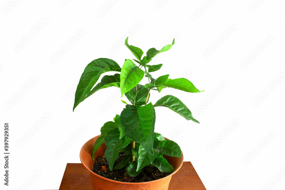 indian hindu religious holy plant bilva patra or bilipatra used worship ...