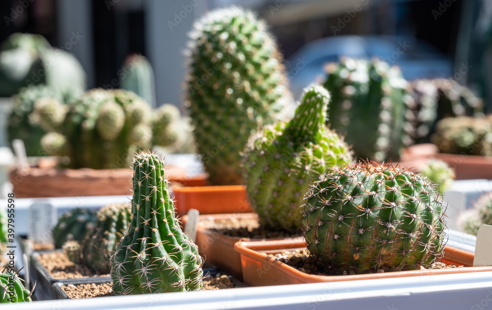 Fotka „Group of Etiolated cactus producing thin stems with well spaced ...